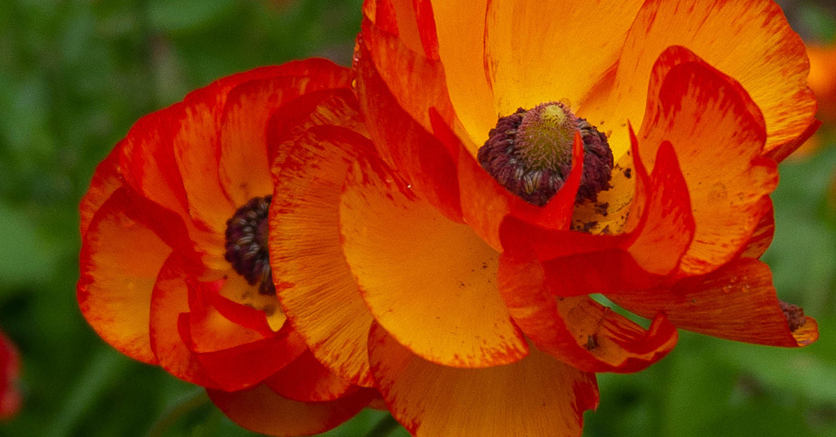 Two Gardens – Stella Sunday Afternoons